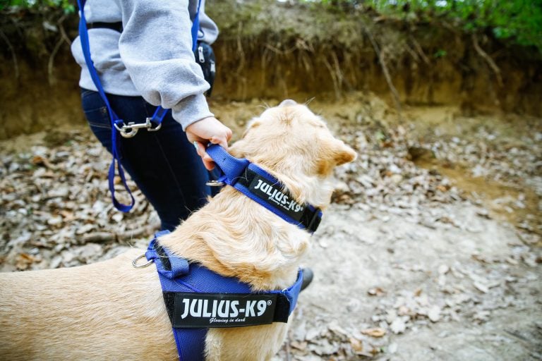 Julius K9 HARNESS | harness, leash and collar | MADE IN EU Julius-K9